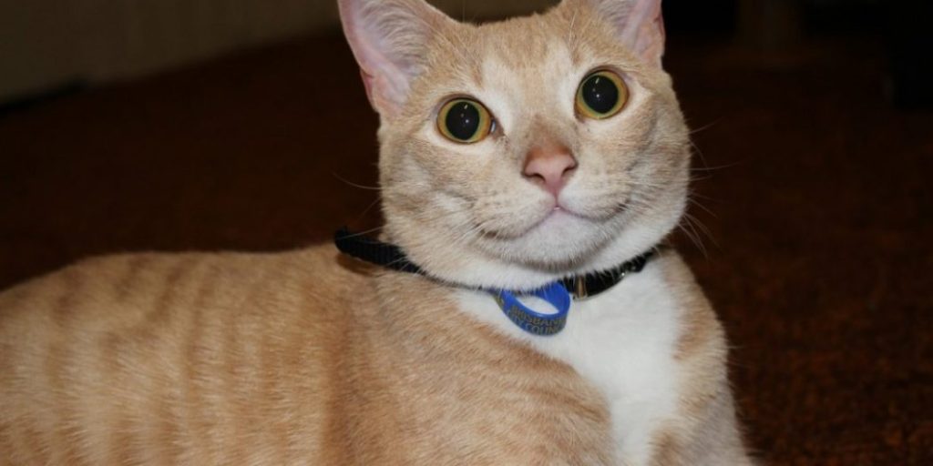 Ternyata Ini Rahasianya: Kucing Bikin Hidup Lebih Bahagia